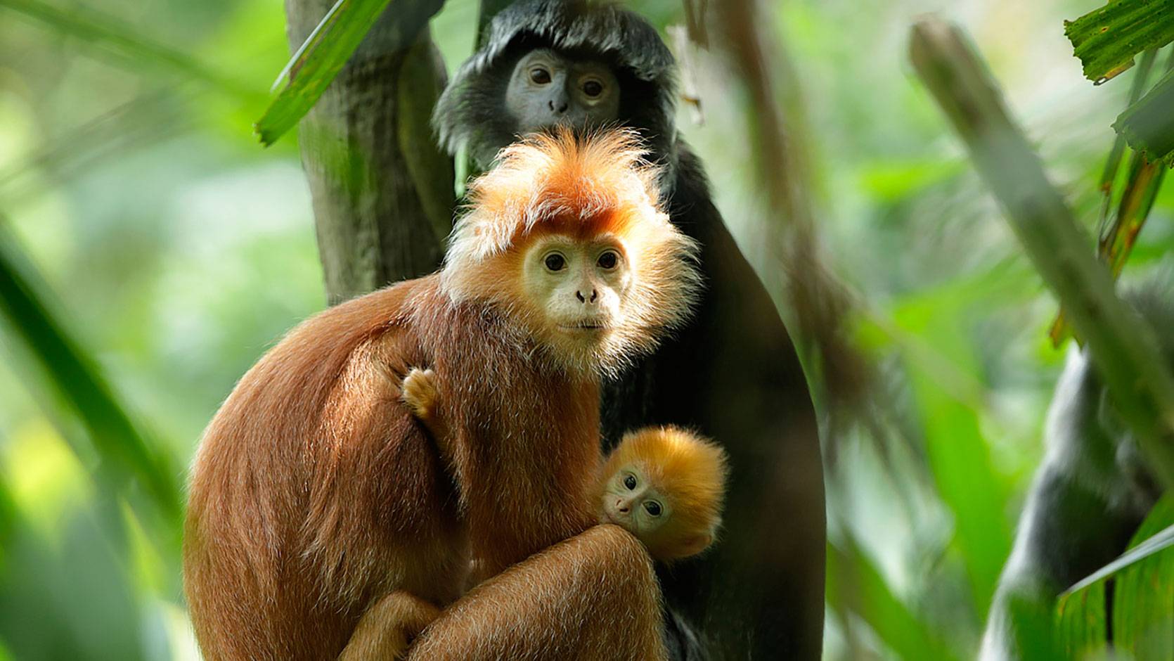 Primate Kingdom - Singapore Zoo