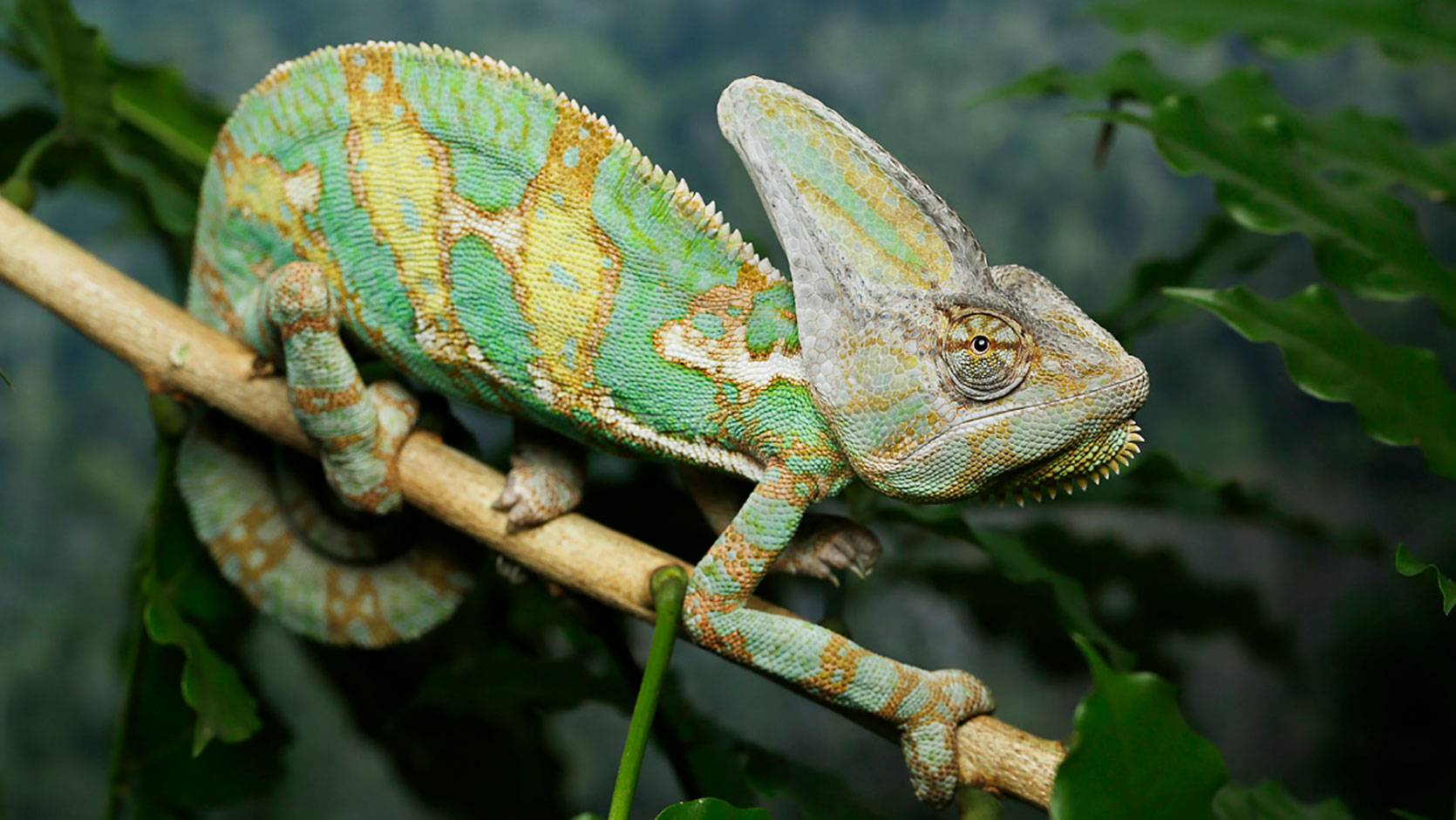 Reptile Kingdom - Singapore Zoo