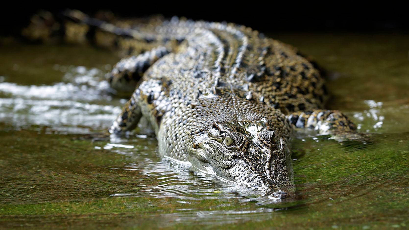 Reptile Kingdom - Singapore Zoo