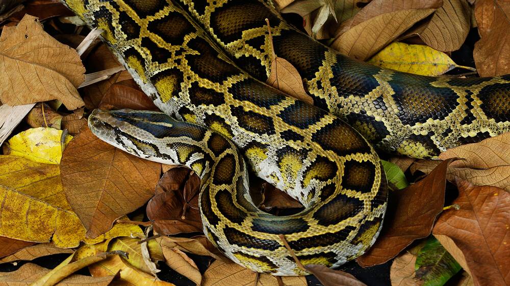 RepTopia - Singapore Zoo