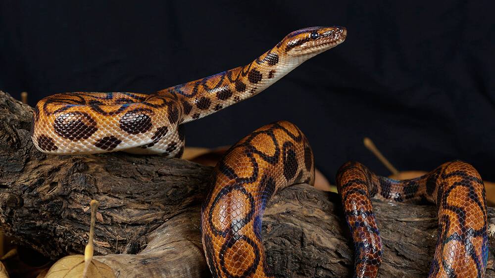 RepTopia - Singapore Zoo