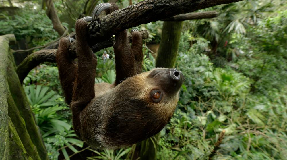 Two-toed Sloth - Singapore Zoo