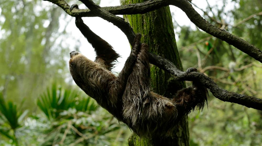 Two-toed Sloth - Singapore Zoo