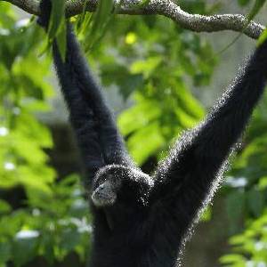 Treetops Trail - Singapore Zoo