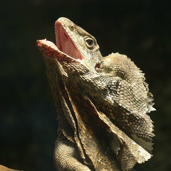 RepTopia - Singapore Zoo