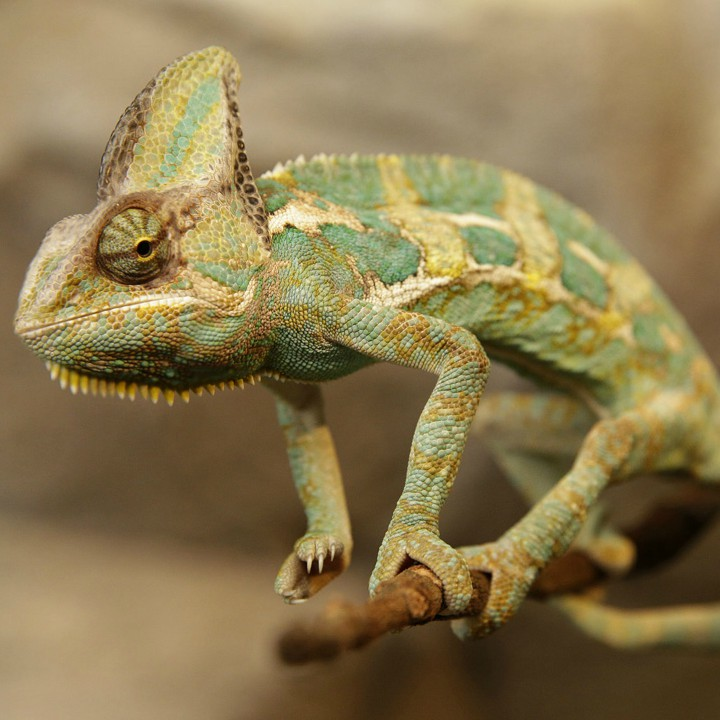 RepTopia - Singapore Zoo