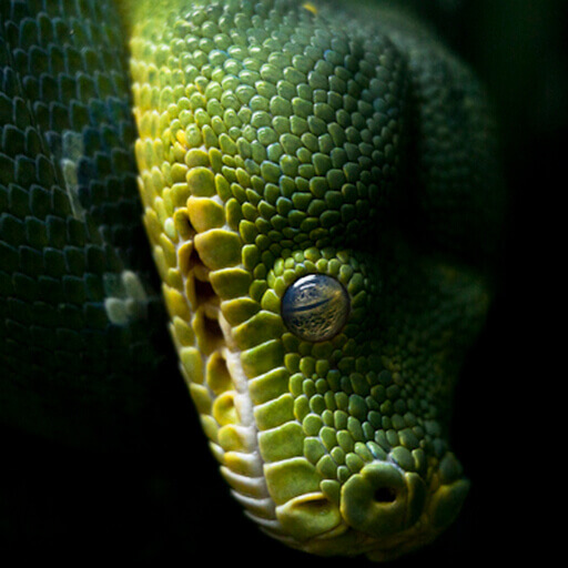 RepTopia - Singapore Zoo