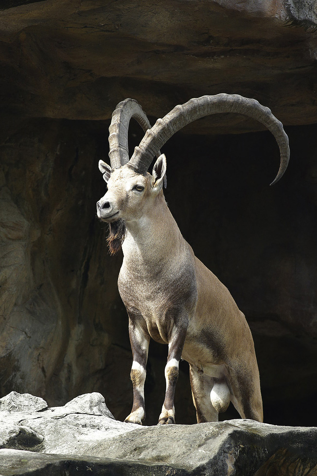 Great Rift Valley of Ethiopia - Singapore Zoo