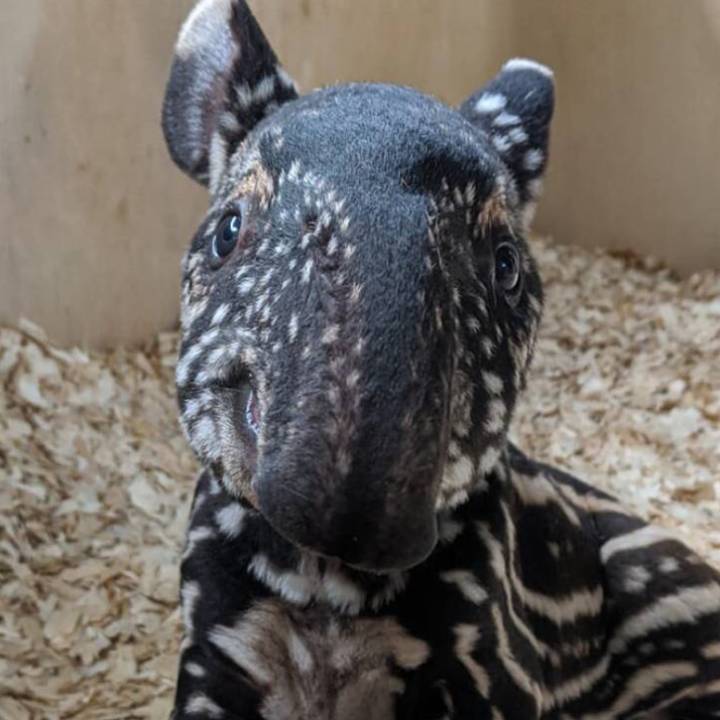 Animals and Zones - Night Safari