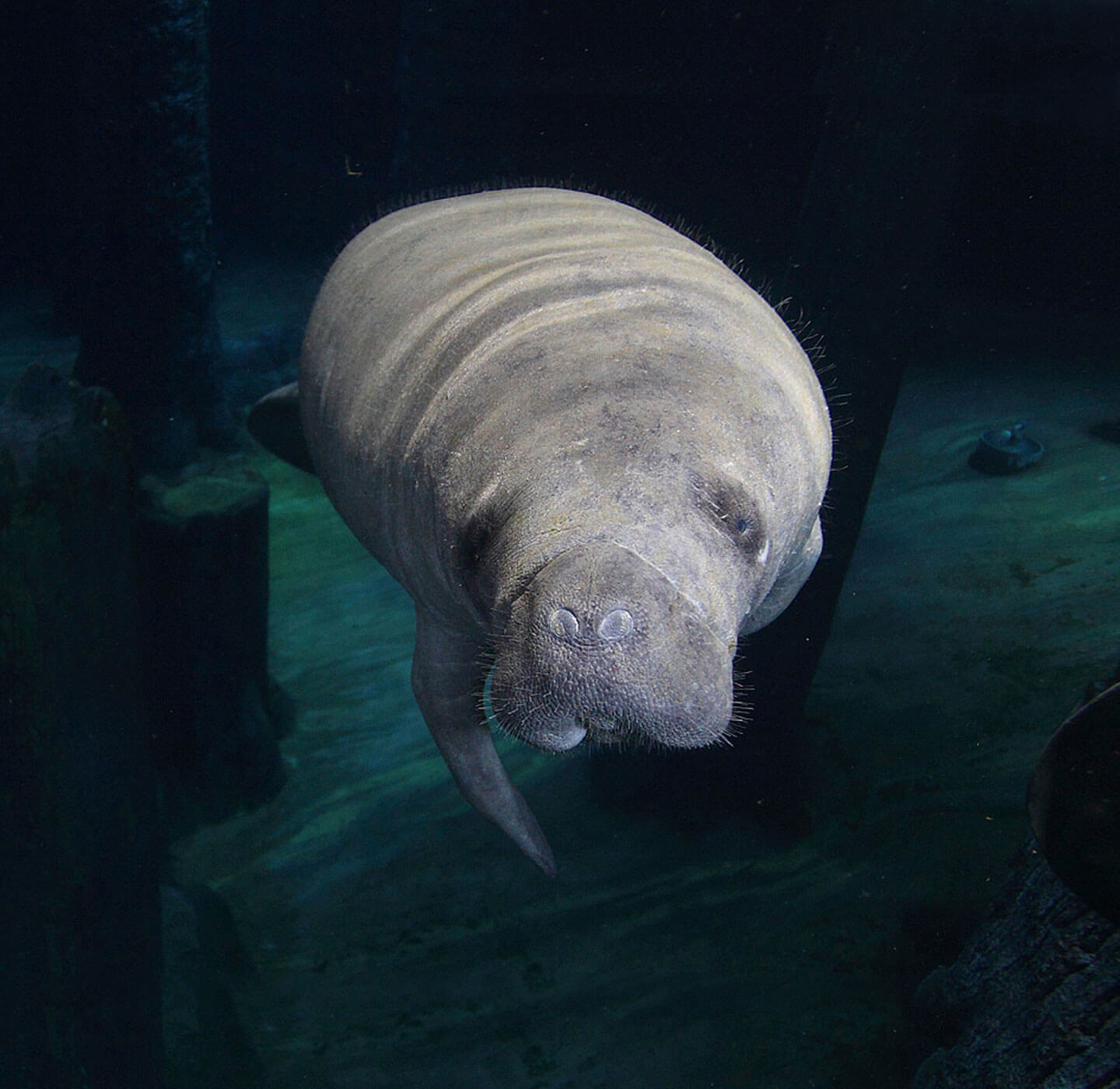 Discover Mandai | Mandai Wildlife Reserve