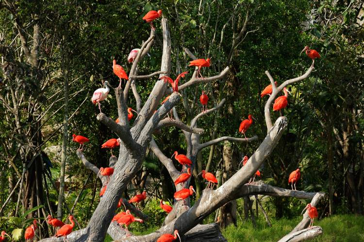 Discover Mandai | Mandai Wildlife Reserve