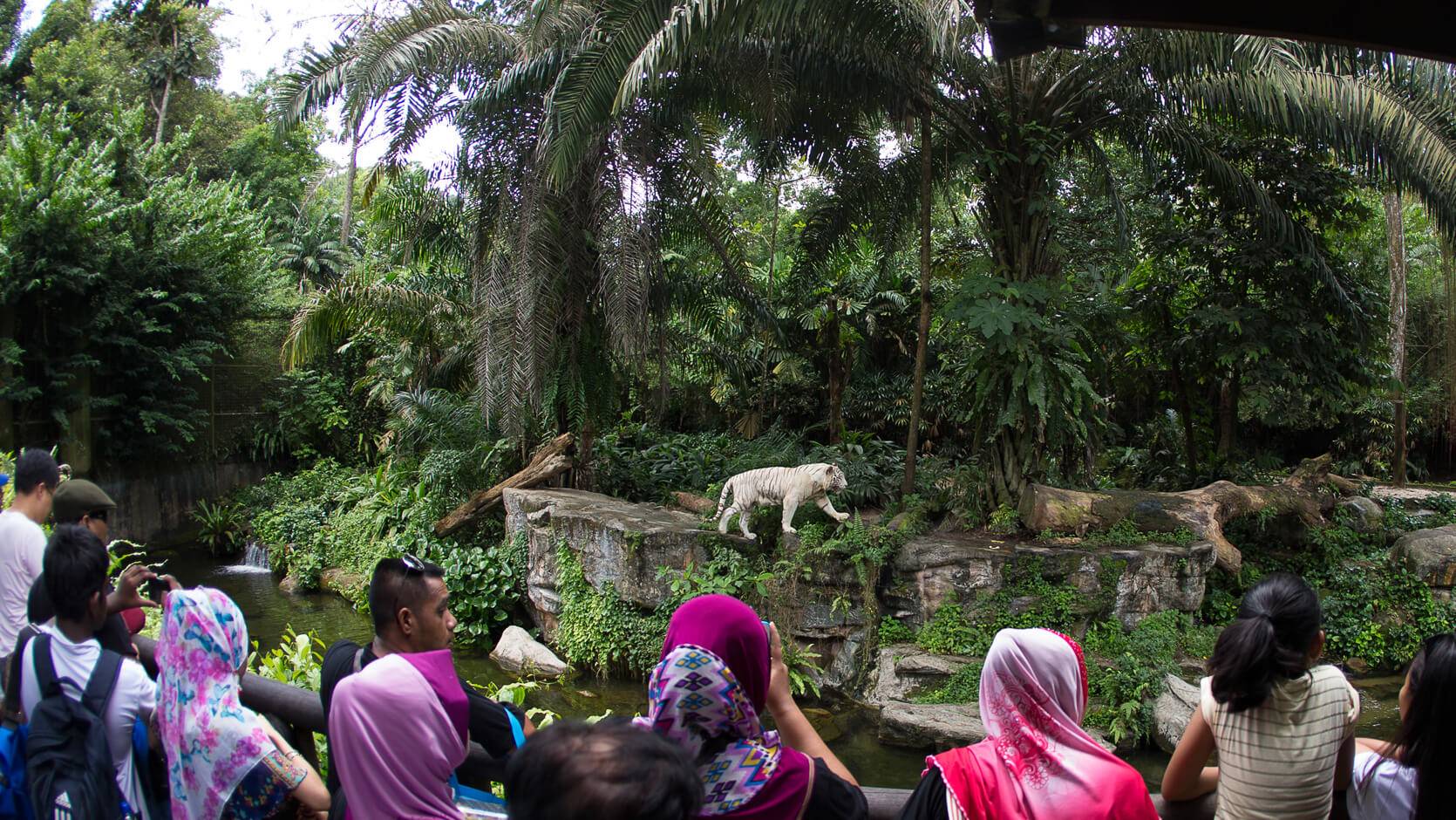 About Singapore Zoo | Mandai Wildlife Reserve