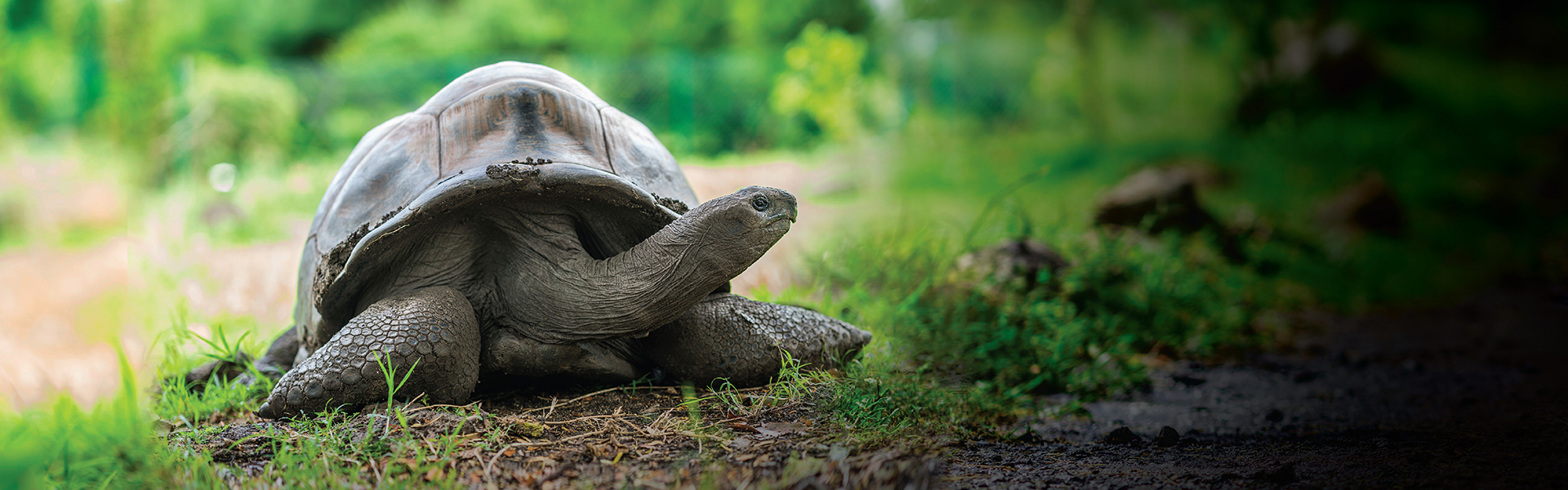 Adopt an Animal | Mandai Wildlife Reserve