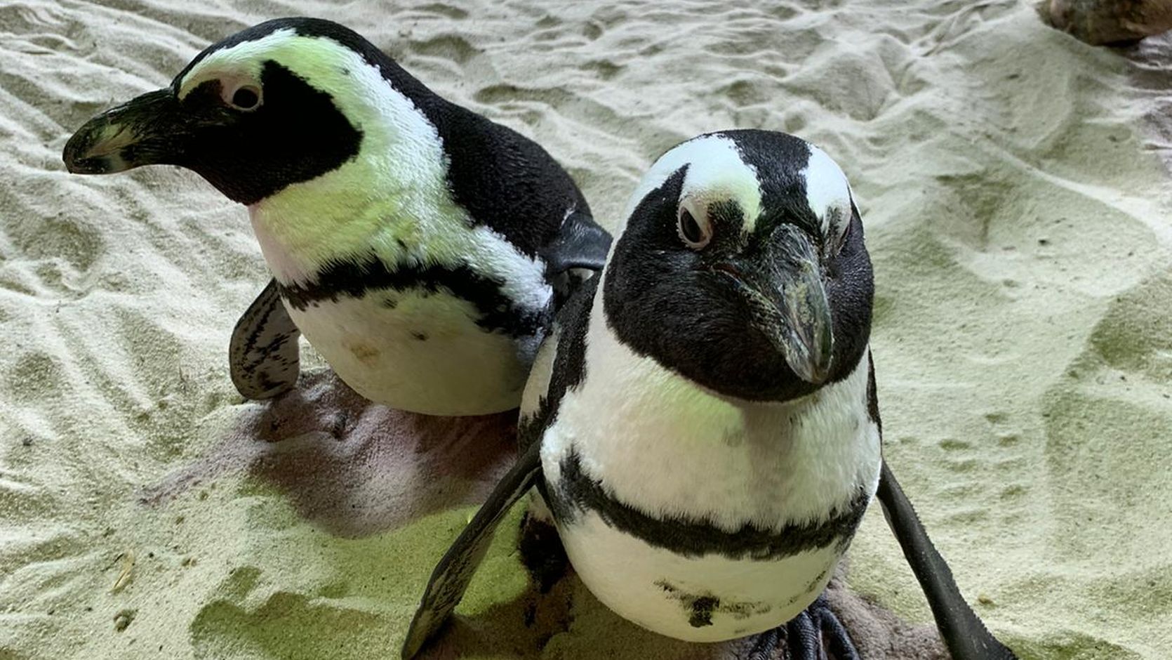 African Penguin - Singapore Zoo