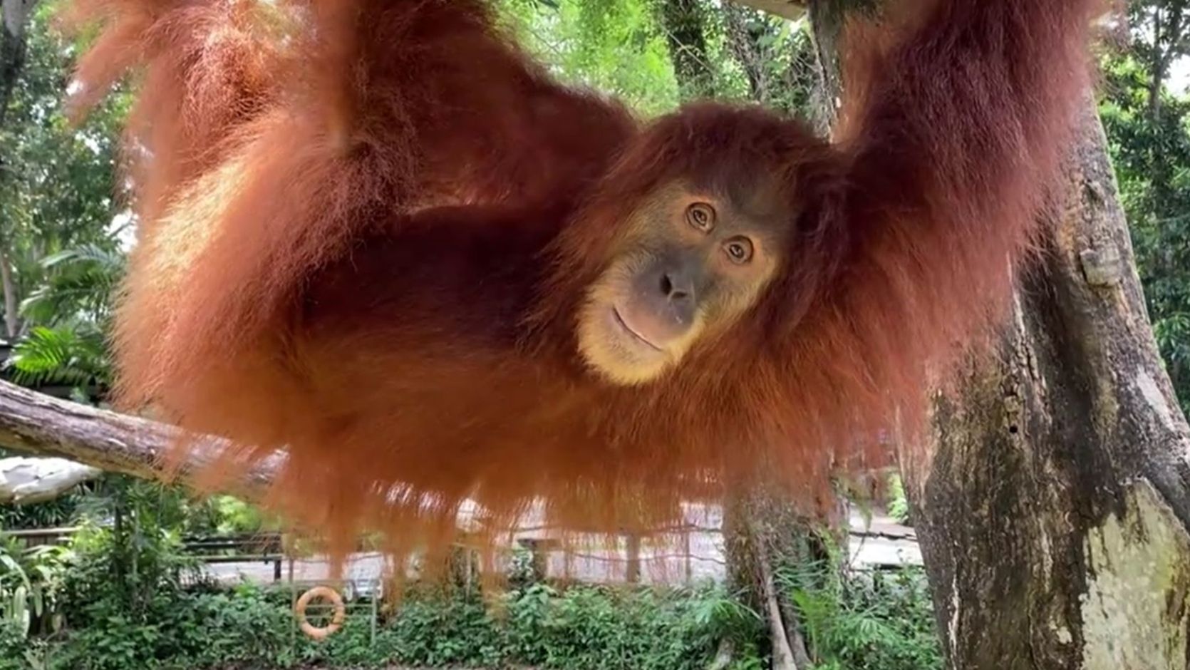 Orangutan - Singapore Zoo